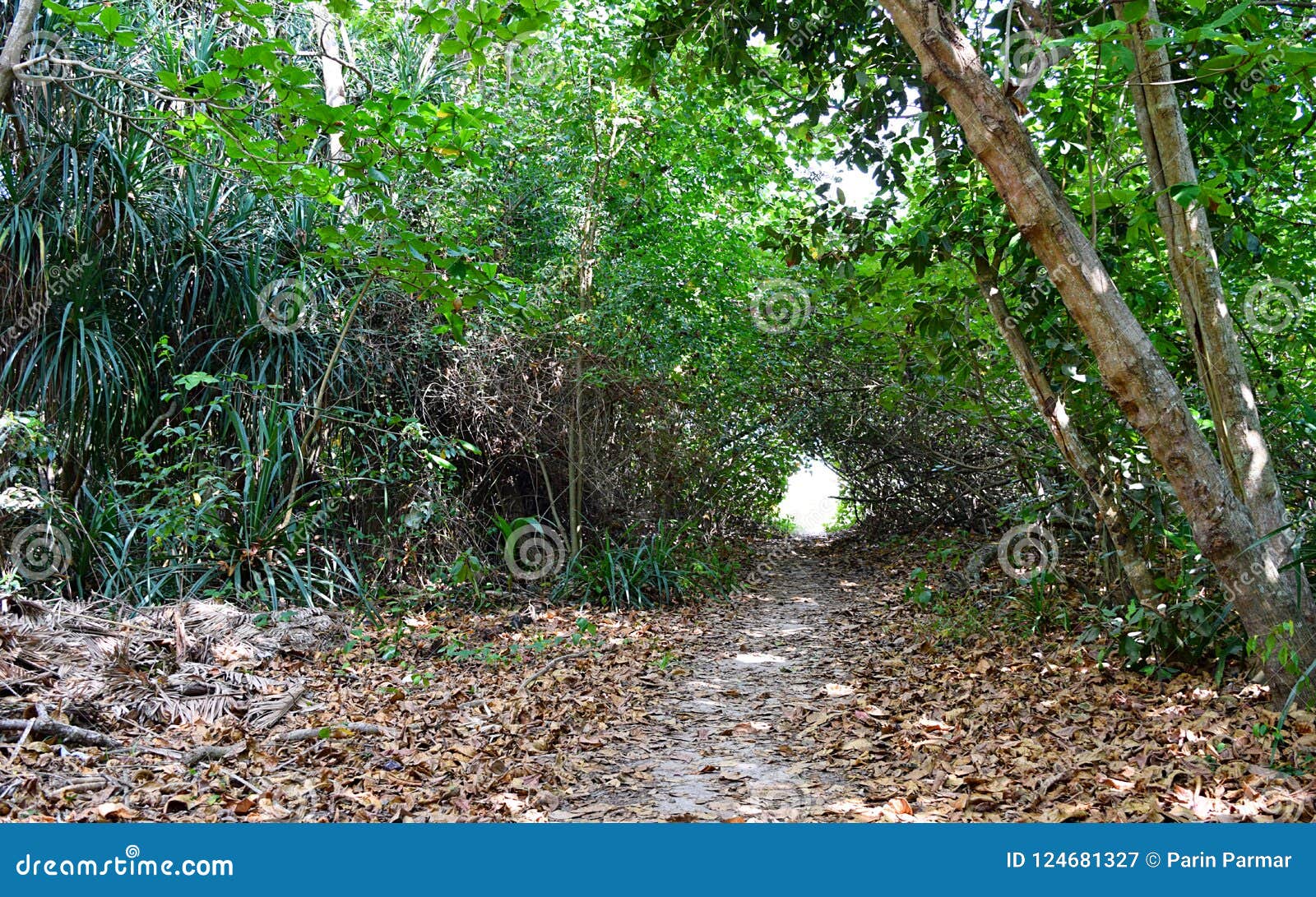 Raw Path through Green Forest - Trek through Tropical Trees Stock Image ...