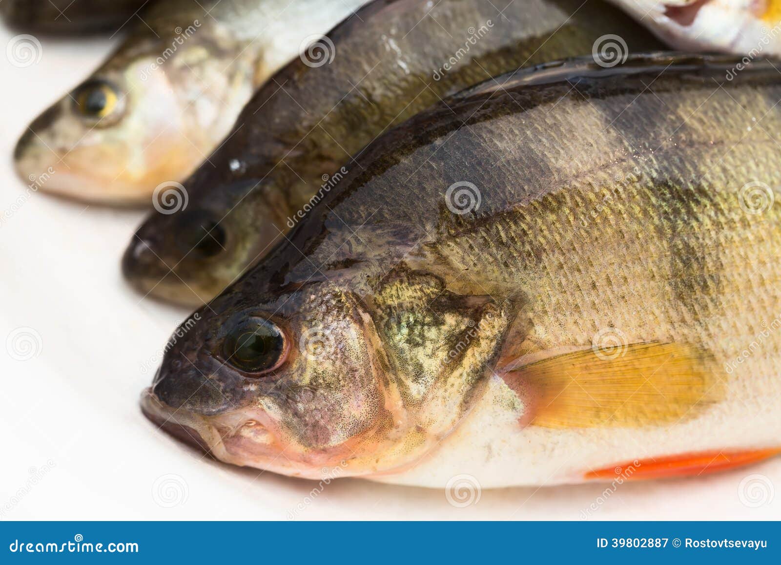 Raw Perch on White Background Stock Image - Image of health, yield ...