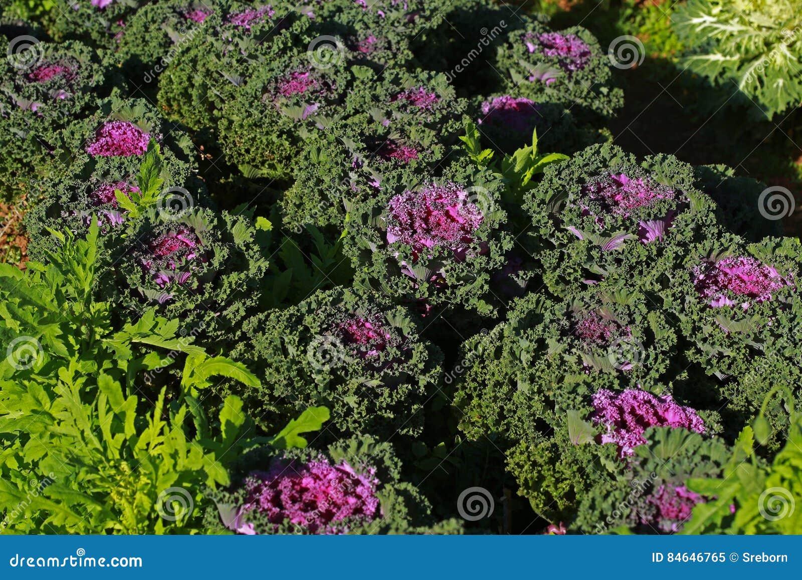 Raw Pigeon red cabbage stock image. Image of health, salad - 84646765