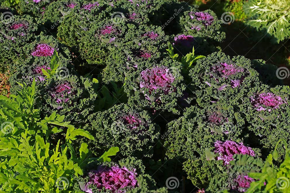 Raw Pigeon red cabbage stock image. Image of health, salad - 84646765