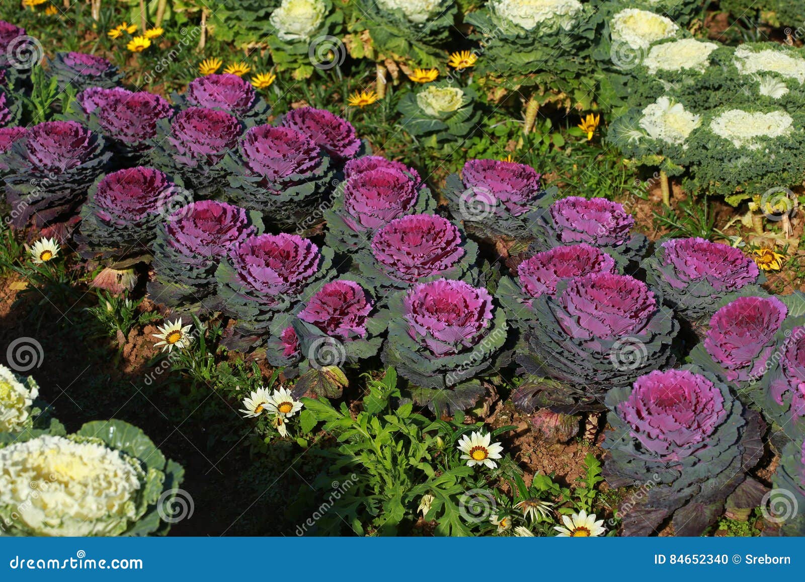 Raw Pigeon red cabbage stock photo. Image of freshness - 84652340