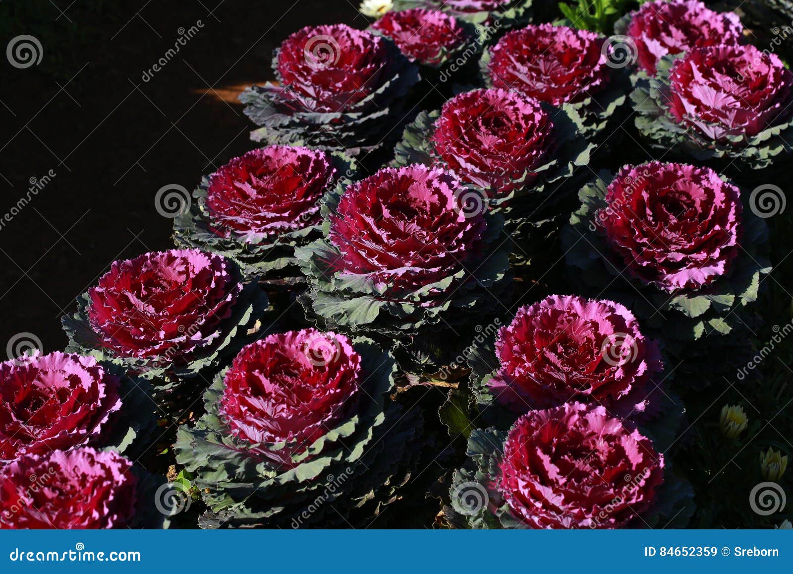 Raw Pigeon red cabbage stock image. Image of head, lettuce - 84652359