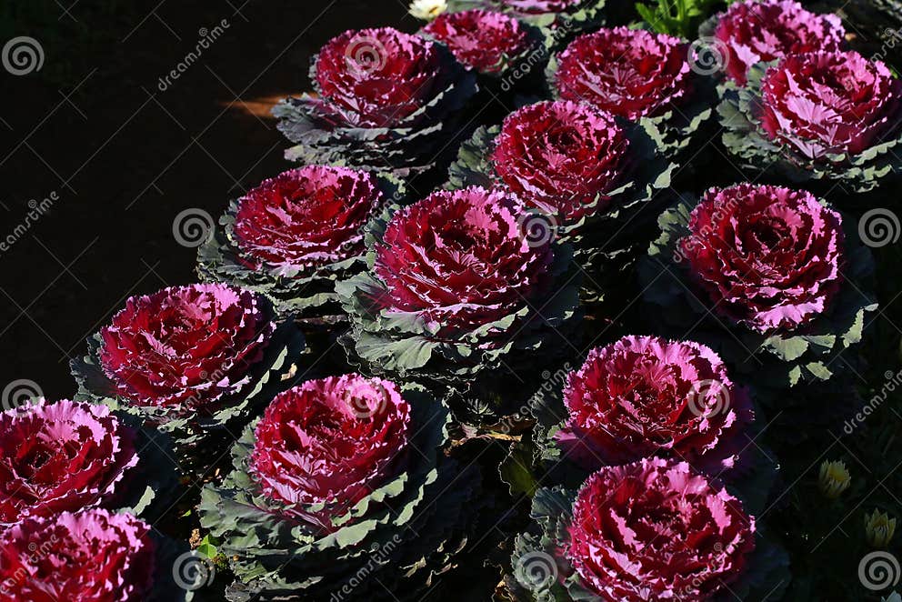 Raw Pigeon red cabbage stock image. Image of head, lettuce - 84652359