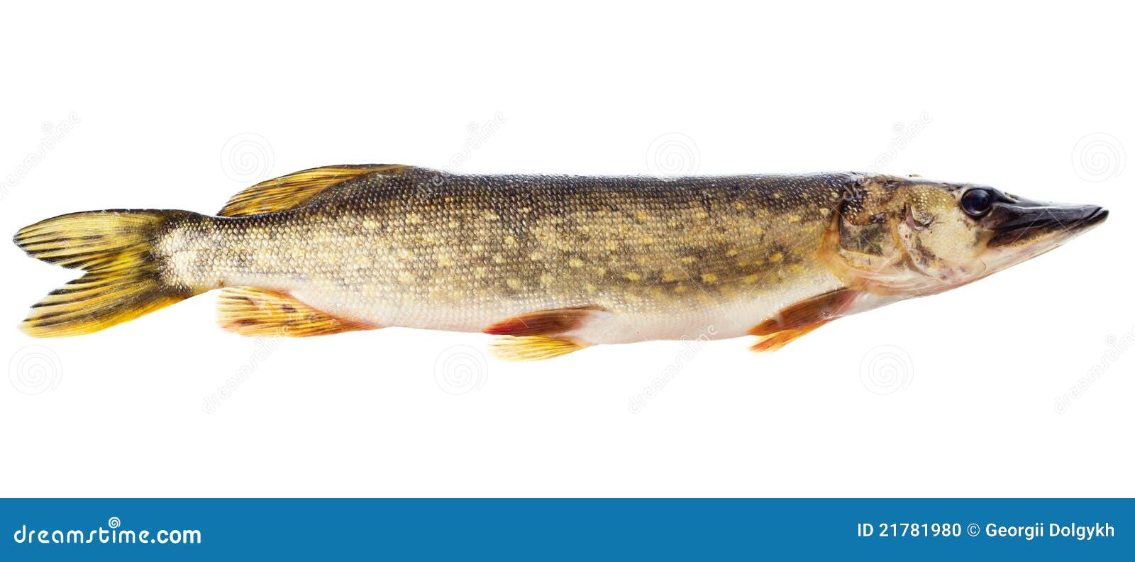 Raw Pike Isolated on White Background Stock Photo - Image of eating ...