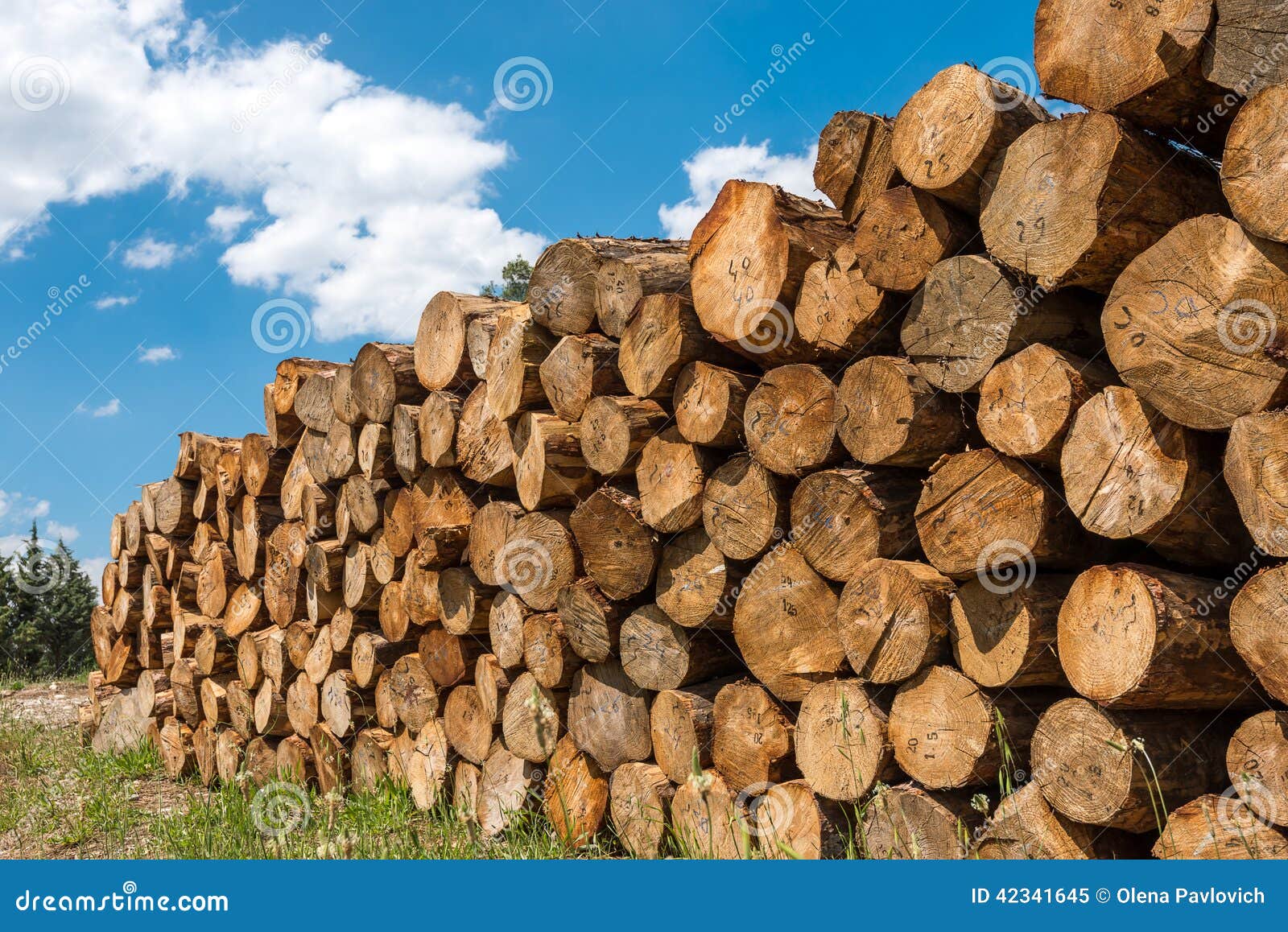 Raw pine wood logs stock image. Image of natural, forestry - 42341645