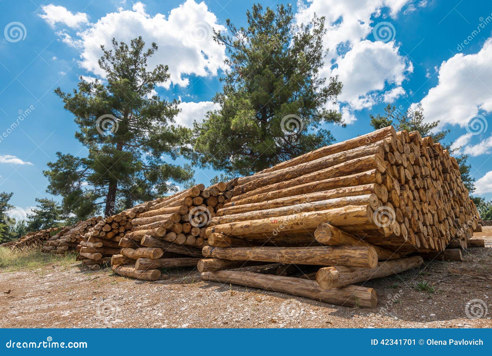 Raw Pine Wood Logs Under Cloudy Sky Stock Image - Image of sawn ...
