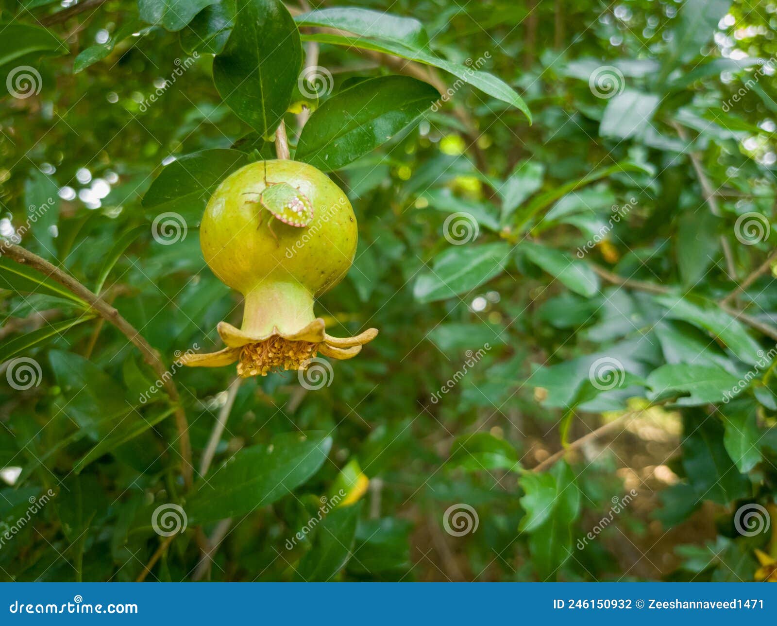 Raw Pomegranate Fruit with Tree in the Garden. Bug Insect on Fruit ...