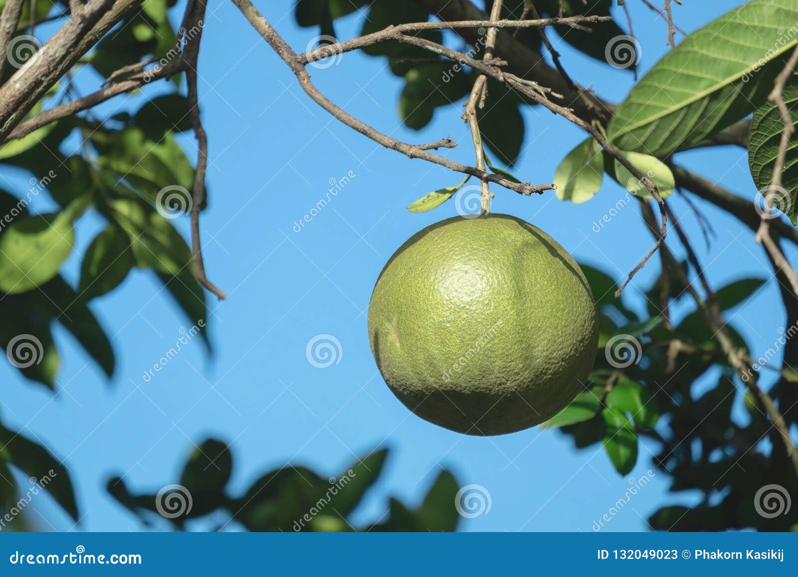 Raw Pomelo with a Branch on the Pomelo Tree Stock Image - Image of ...