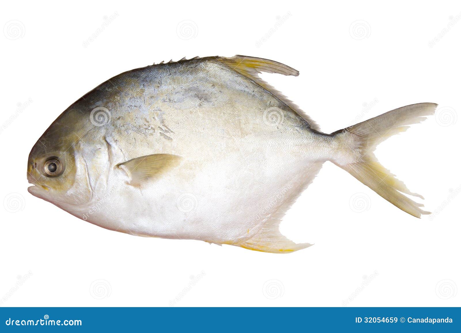 Raw Pomfret (Clipping Path Included) Stock Image - Image of seafood ...