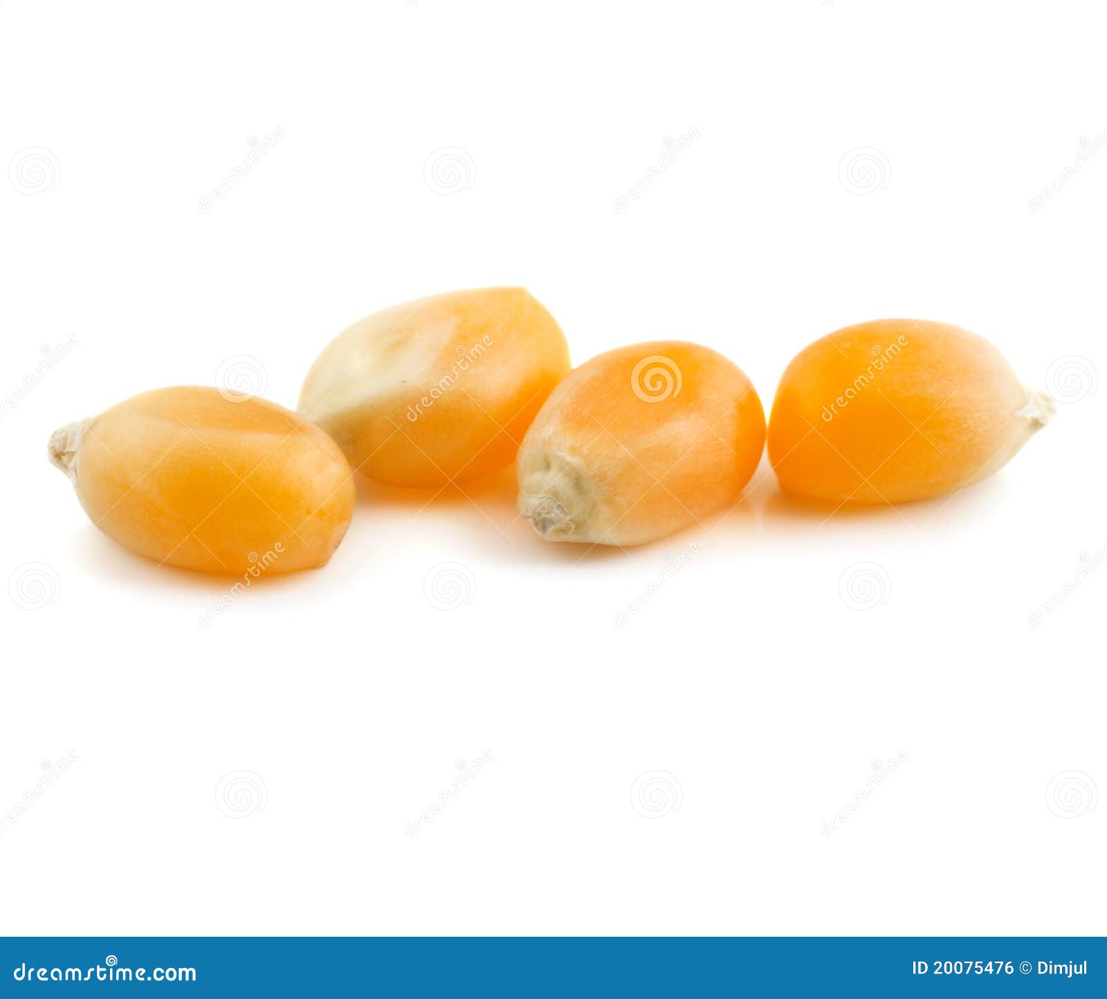 Raw popcorn grains stock photo. Image of produce, texture - 20075476