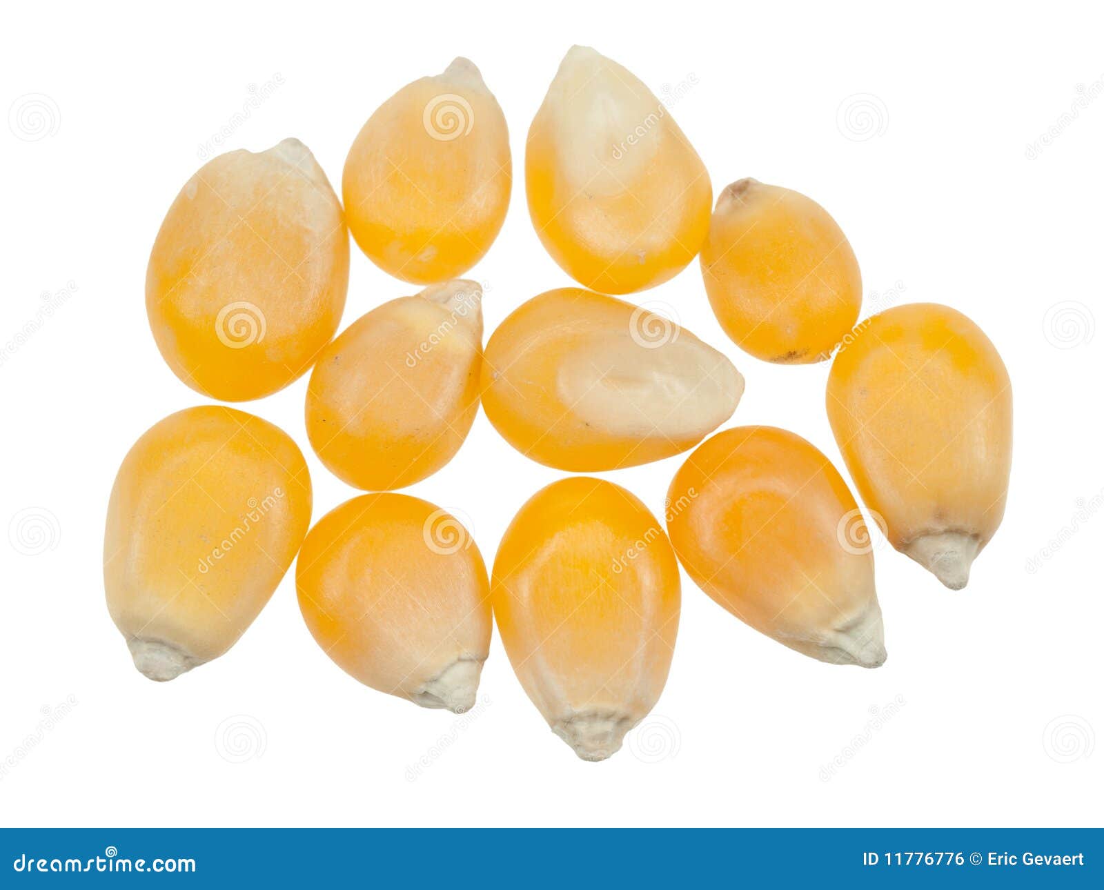 Raw popcorn isolated stock photo. Image of grain, cereal - 11776776