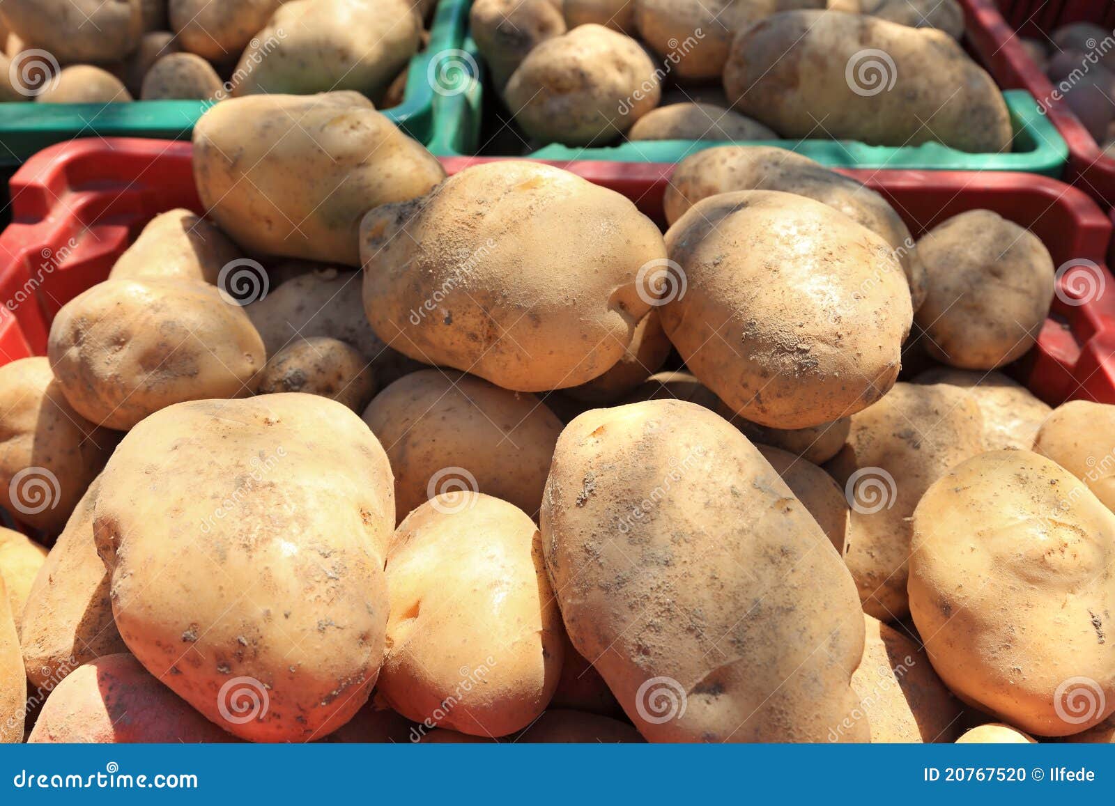 Raw potato stock photo. Image of natural, market, bunch - 20767520