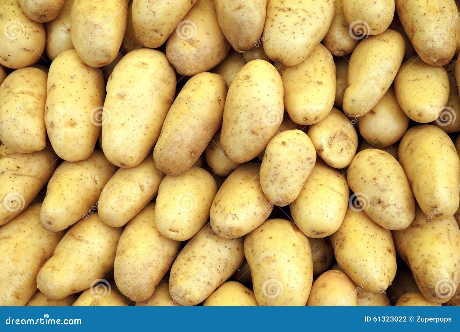 Raw potatoes stock photo. Image of crop, growth, potatoes - 61323022