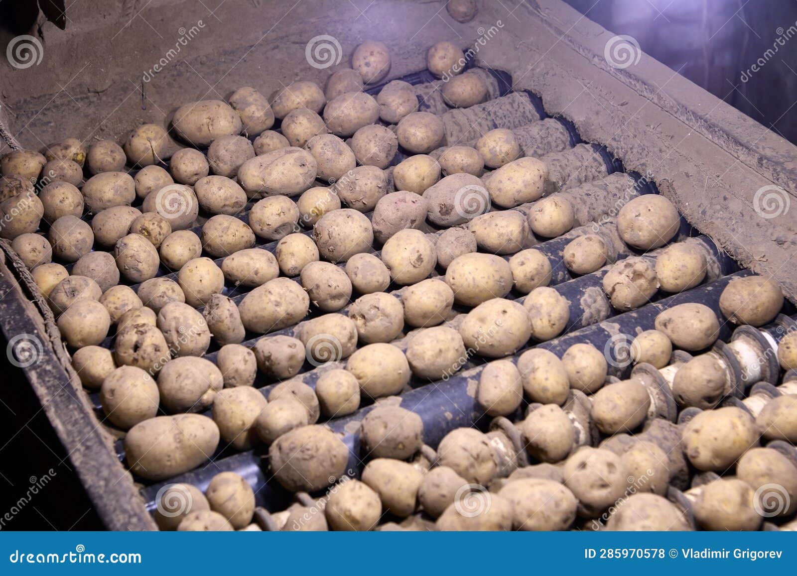 Raw Potatoes Crop is Moved by Powered Motorized Roller Conveyor for ...