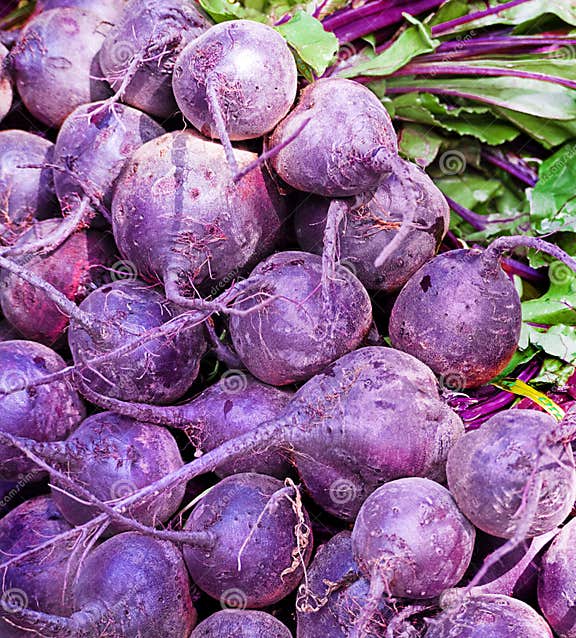Raw purple beets stock photo. Image of depth, large, eating - 15432154