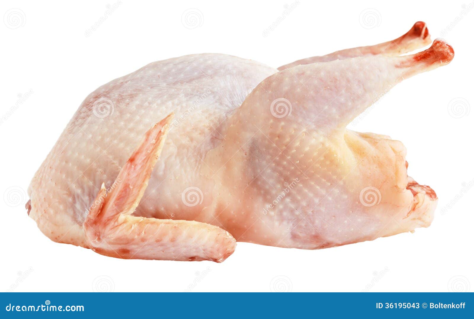 Raw quail stock image. Image of white, poultry, food - 36195043