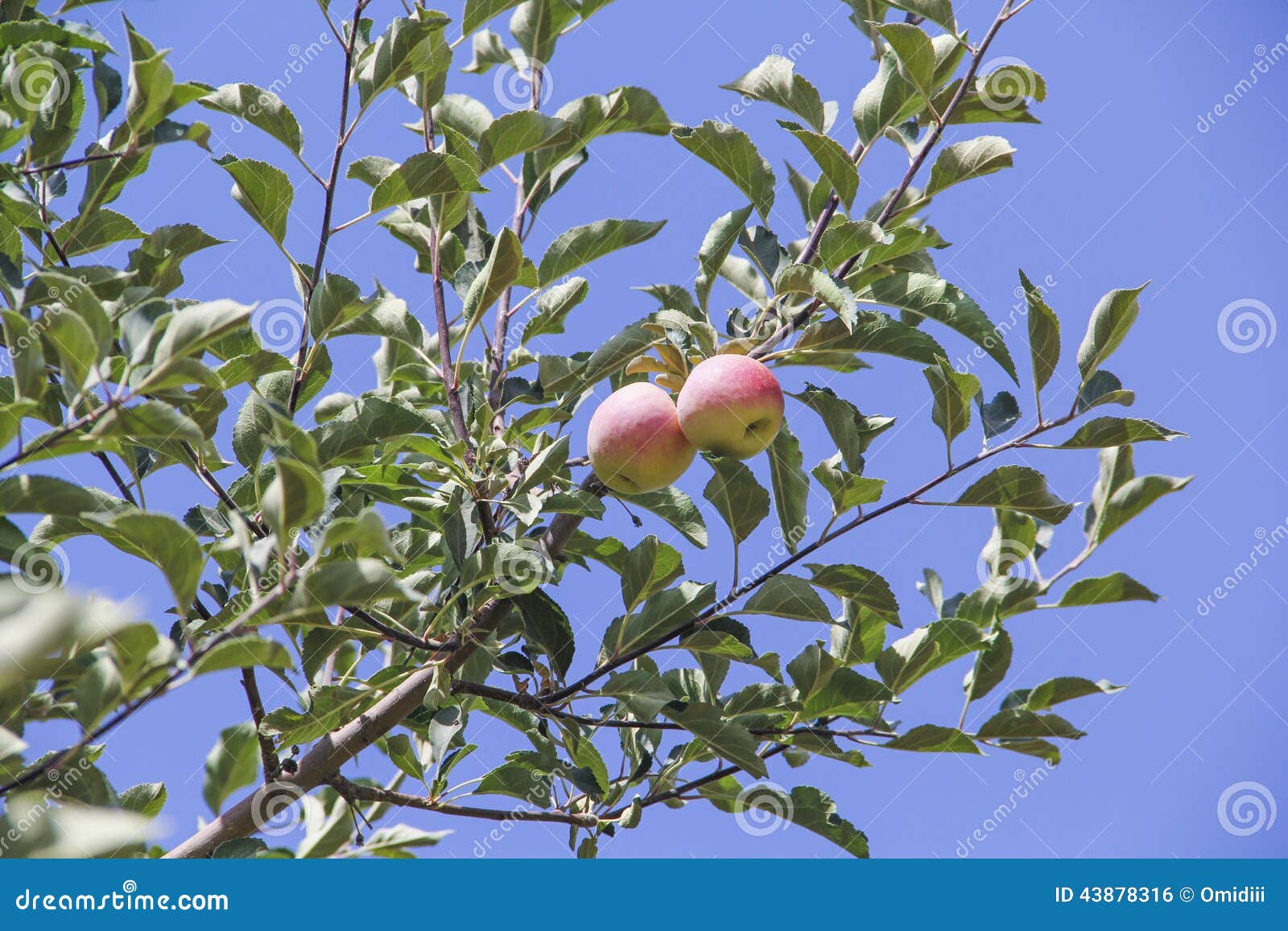 Raw red apple on branch stock photo. Image of apples - 43878316