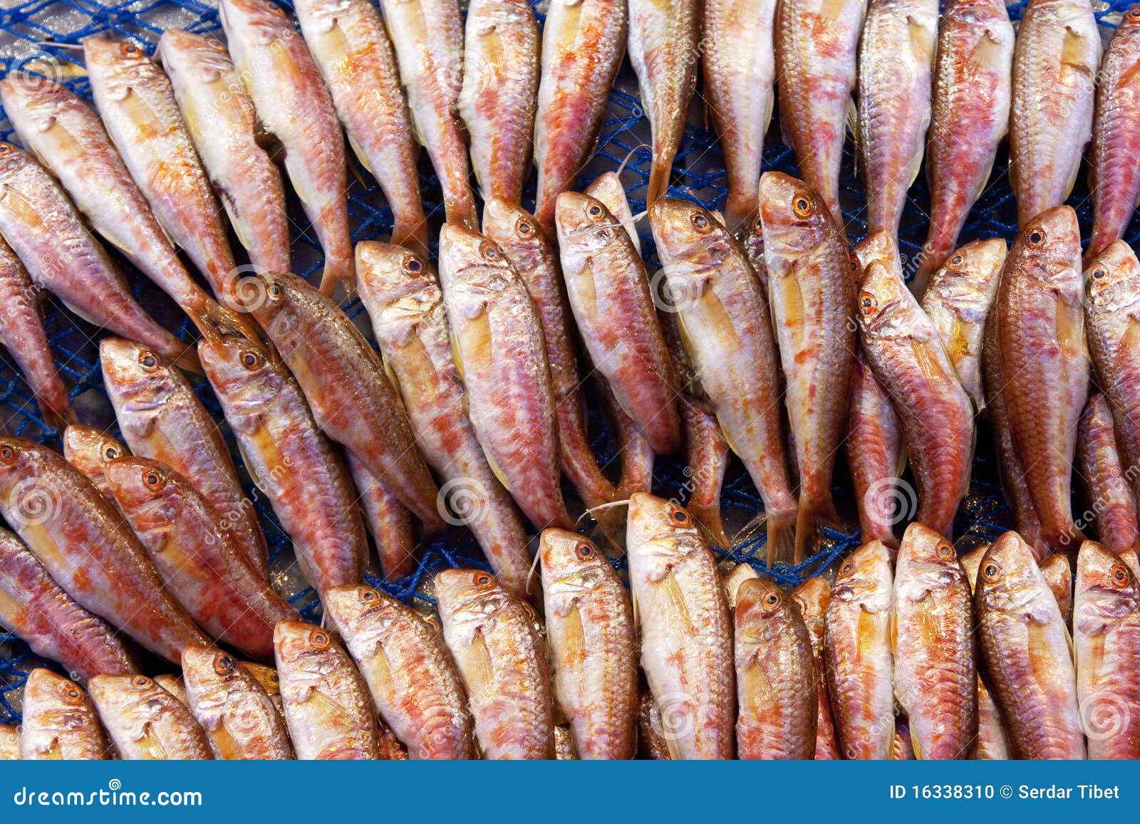 Raw Red Mullets stock photo. Image of meat, healthy, cooking - 16338310