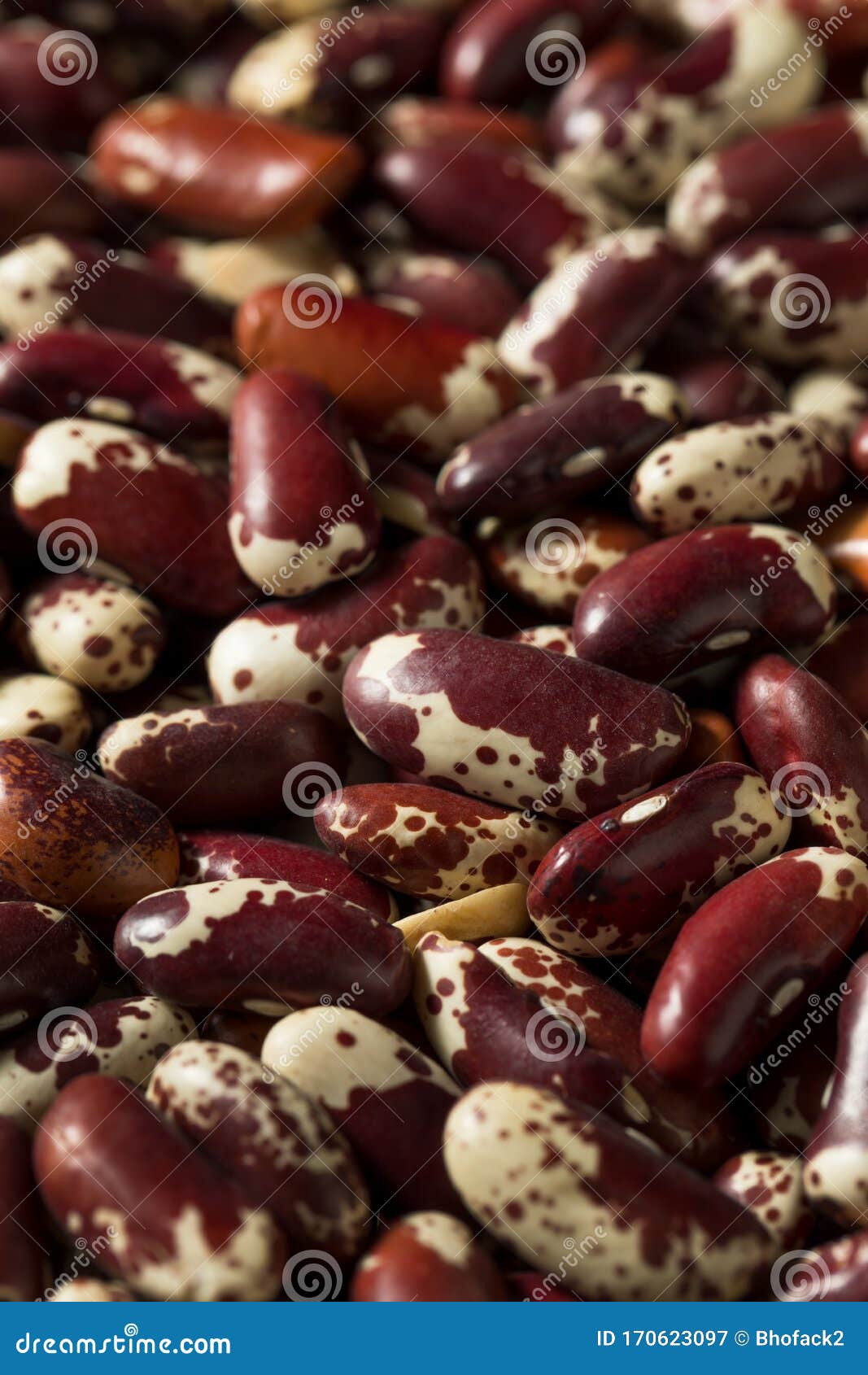 Raw Red Organic Cattle Beans Stock Image - Image of spots, nature ...