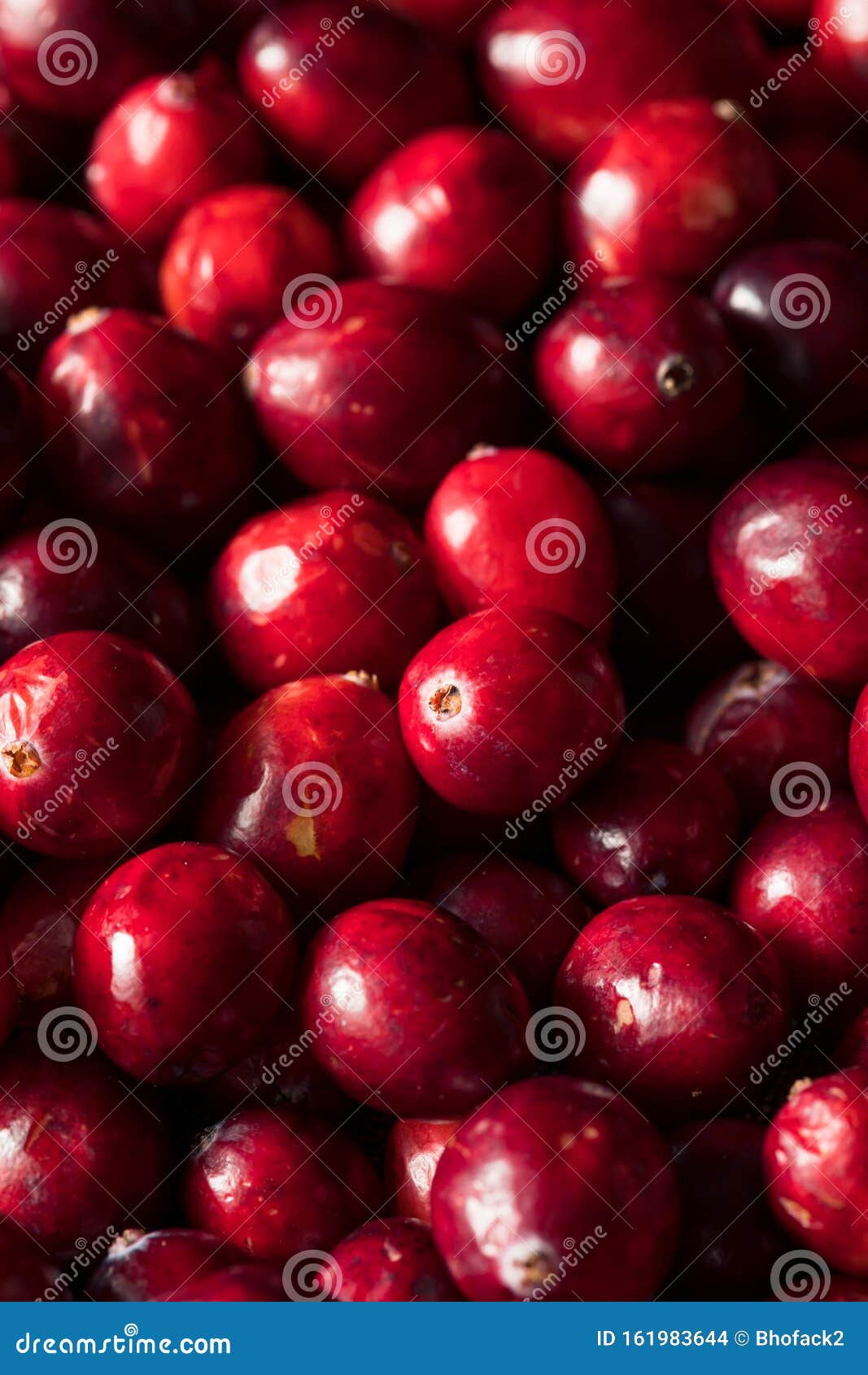 Raw Red Organic Cranberries Stock Photo - Image of country, nature ...
