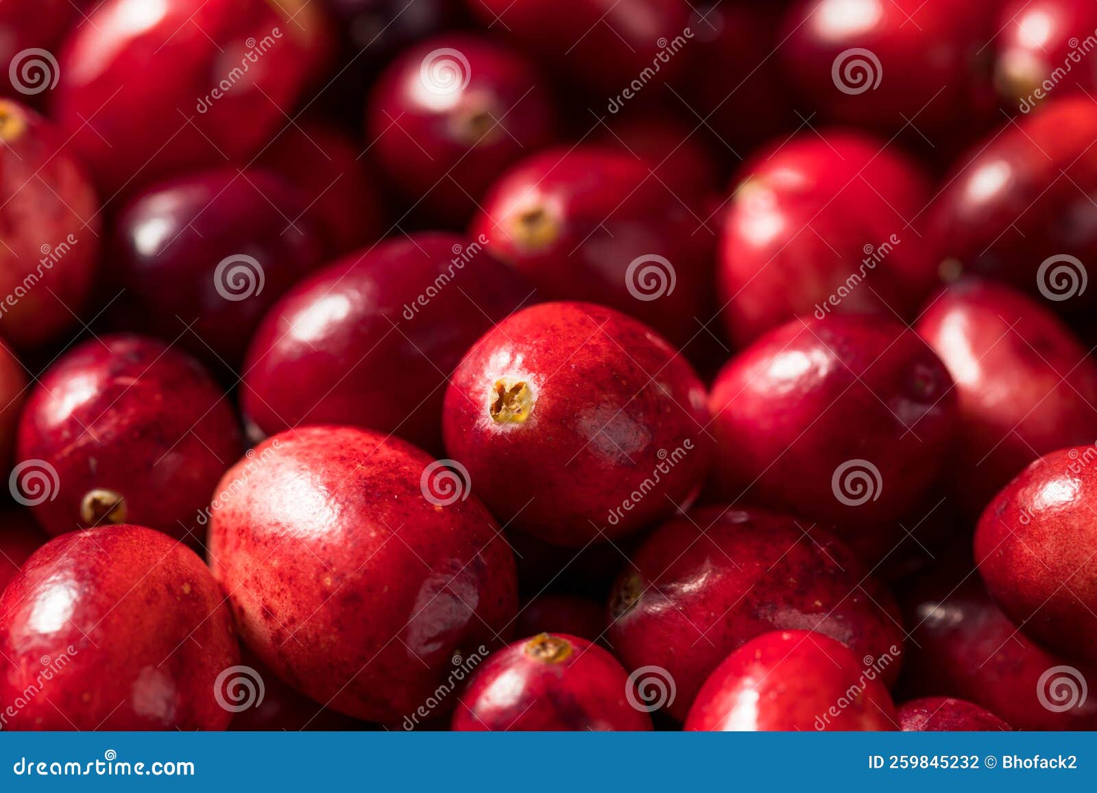 Raw Red Organic Fresh Cranberries Stock Photo - Image of ingredient ...