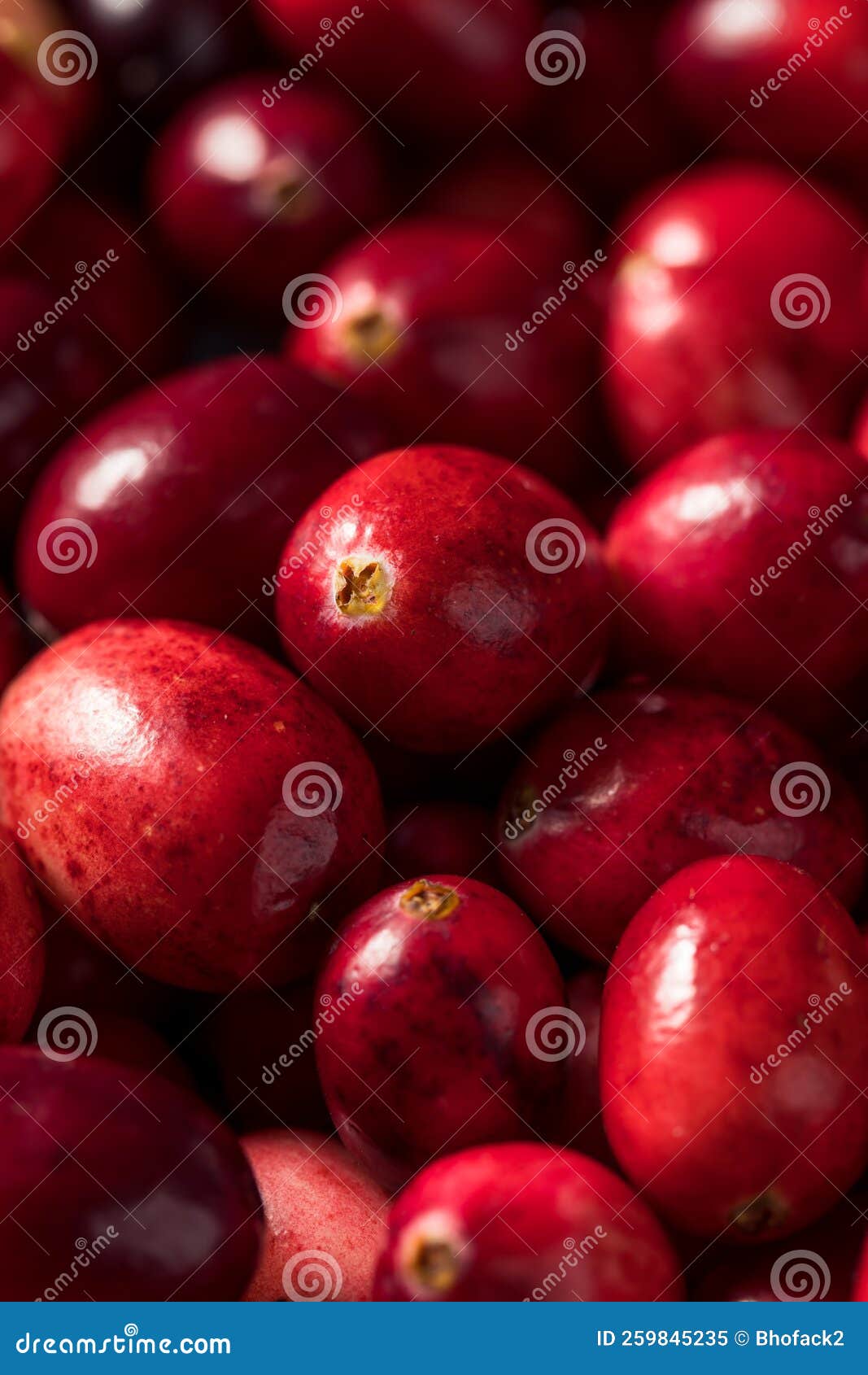 Raw Red Organic Fresh Cranberries Stock Image - Image of berry ...