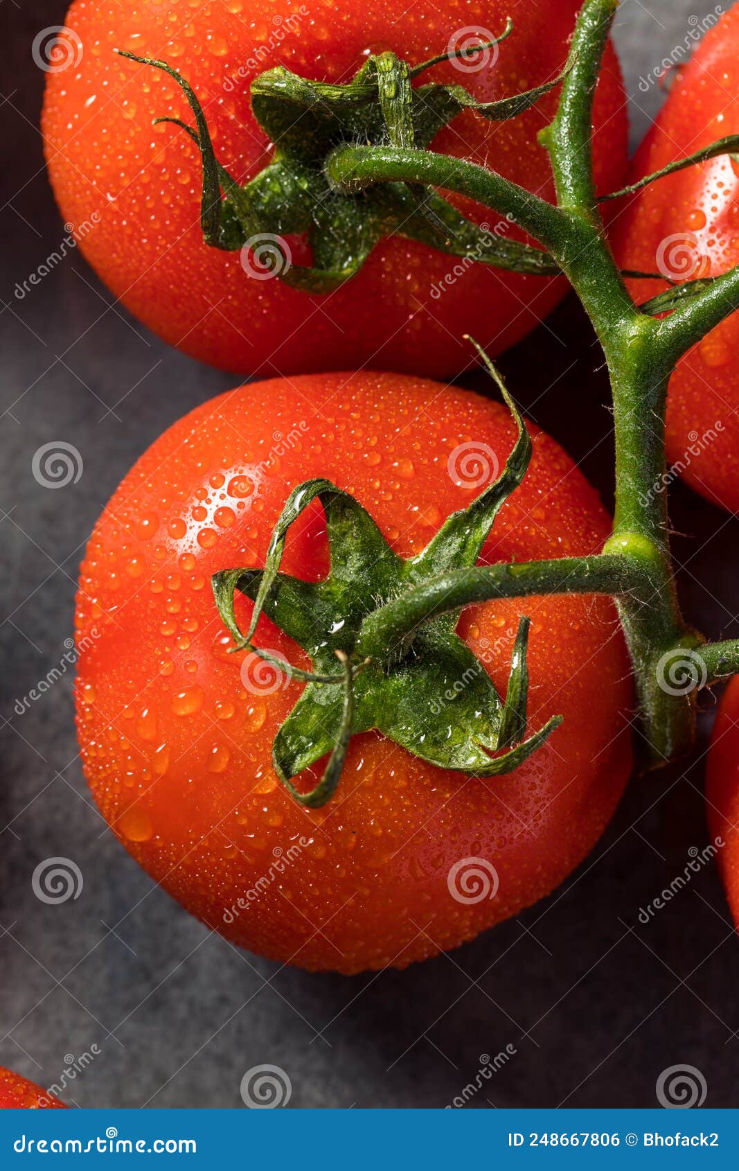 Raw Red Organic Vine Ripened Tomatoes Stock Photo - Image of tomatoe ...