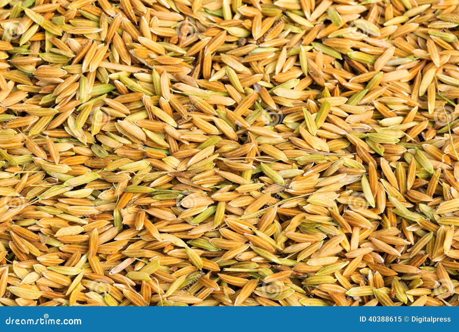 Raw Rice stock image. Image of full, harvest, grain, rice - 40388615