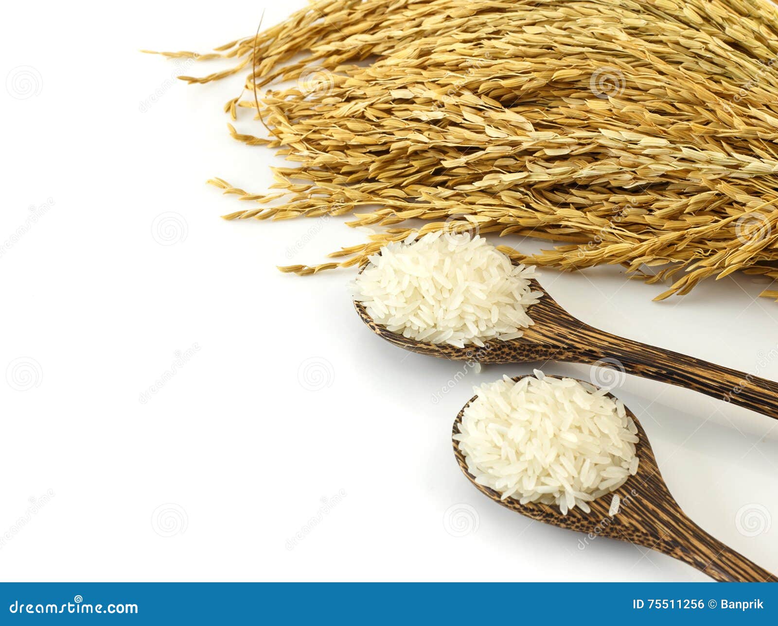 Raw Rice Grain and Paddy on White Background Stock Photo - Image of ...