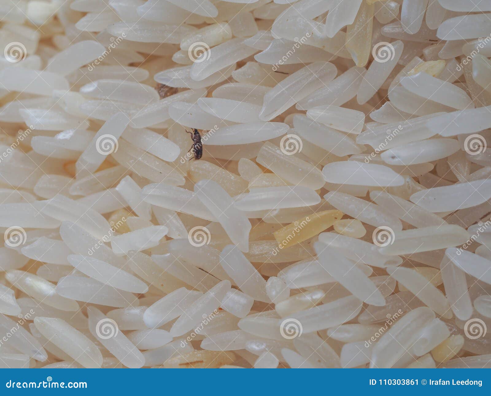 Raw Rice in Macro Background Stock Image - Image of grain, food: 110303861