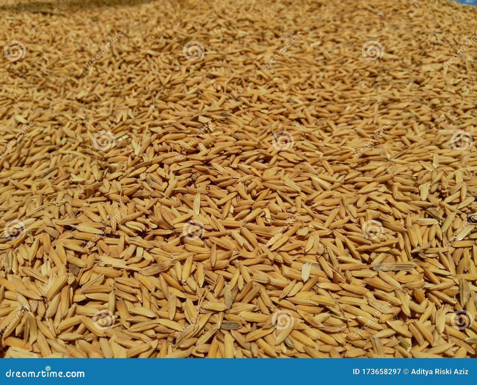 Raw Rice Oryza Sativa L in the Natural Background Stock Image - Image ...