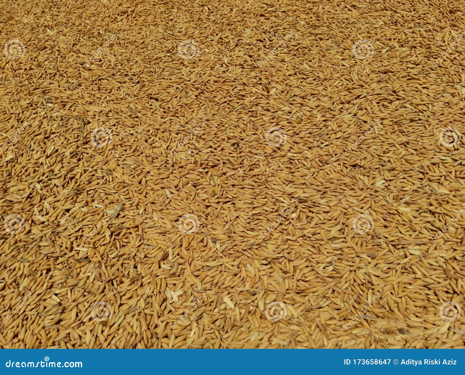 Raw Rice Oryza Sativa L in the Natural Background Stock Image - Image ...