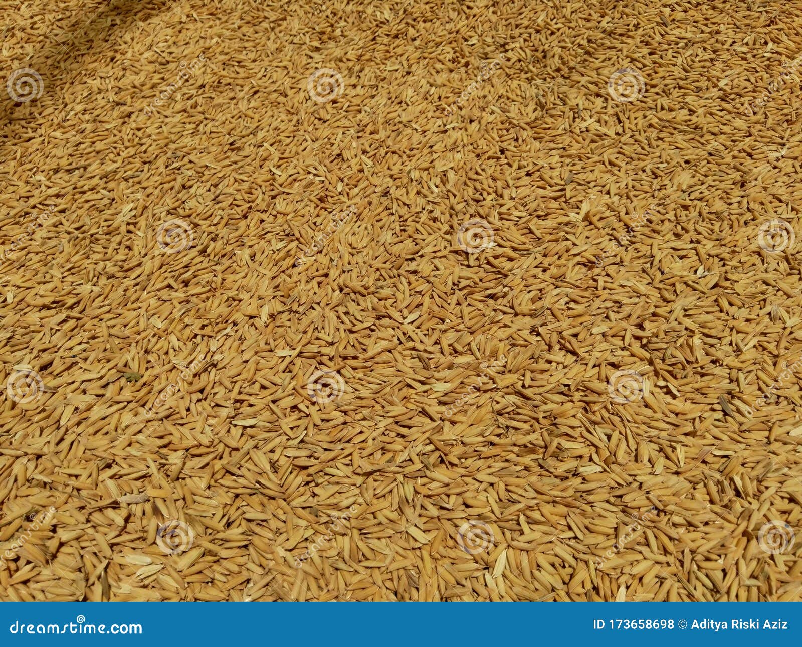 Raw Rice Oryza Sativa L in the Natural Background Stock Photo - Image ...