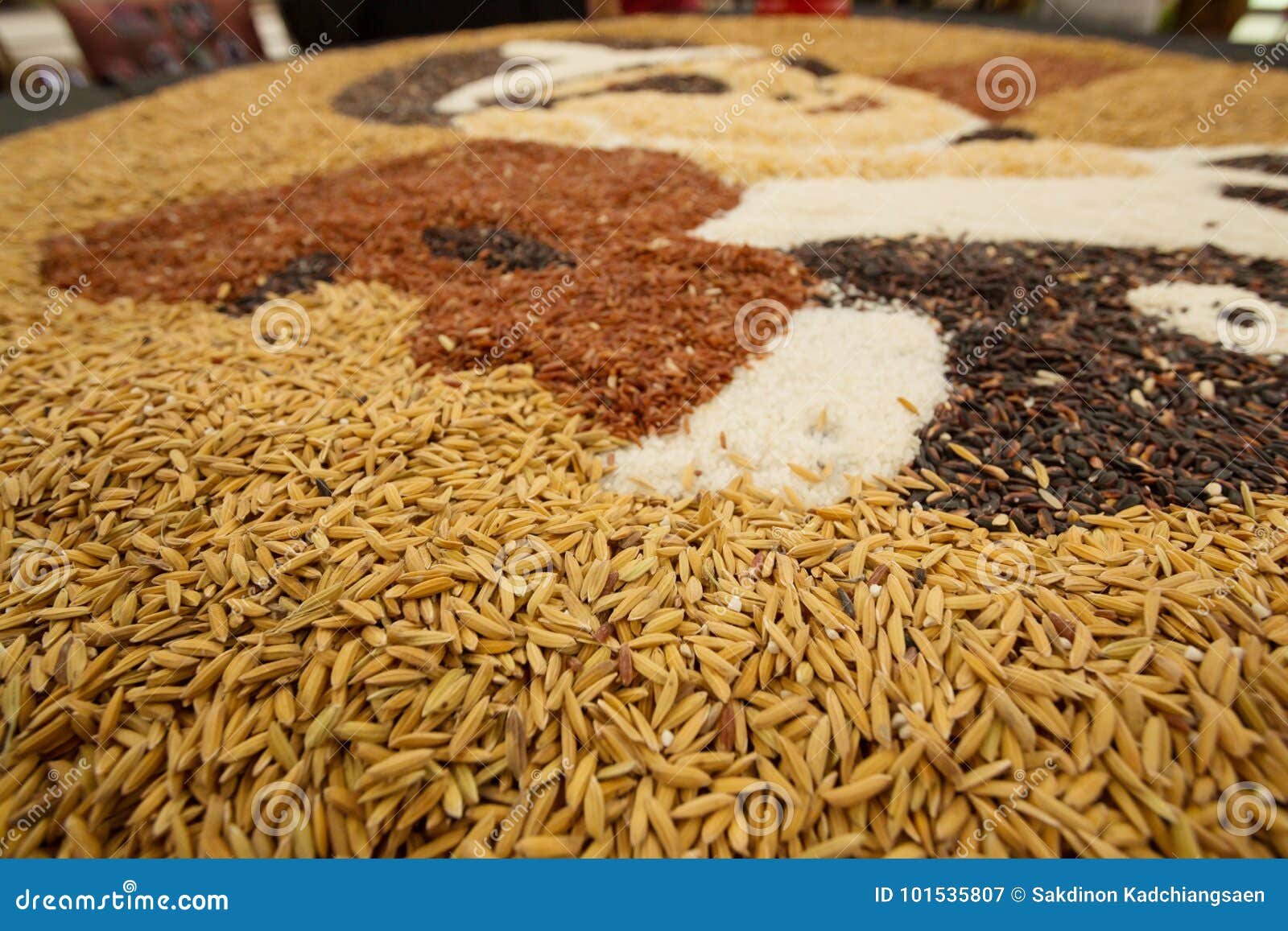 Raw rice stock image. Image of varieties, white, farmer - 101535807