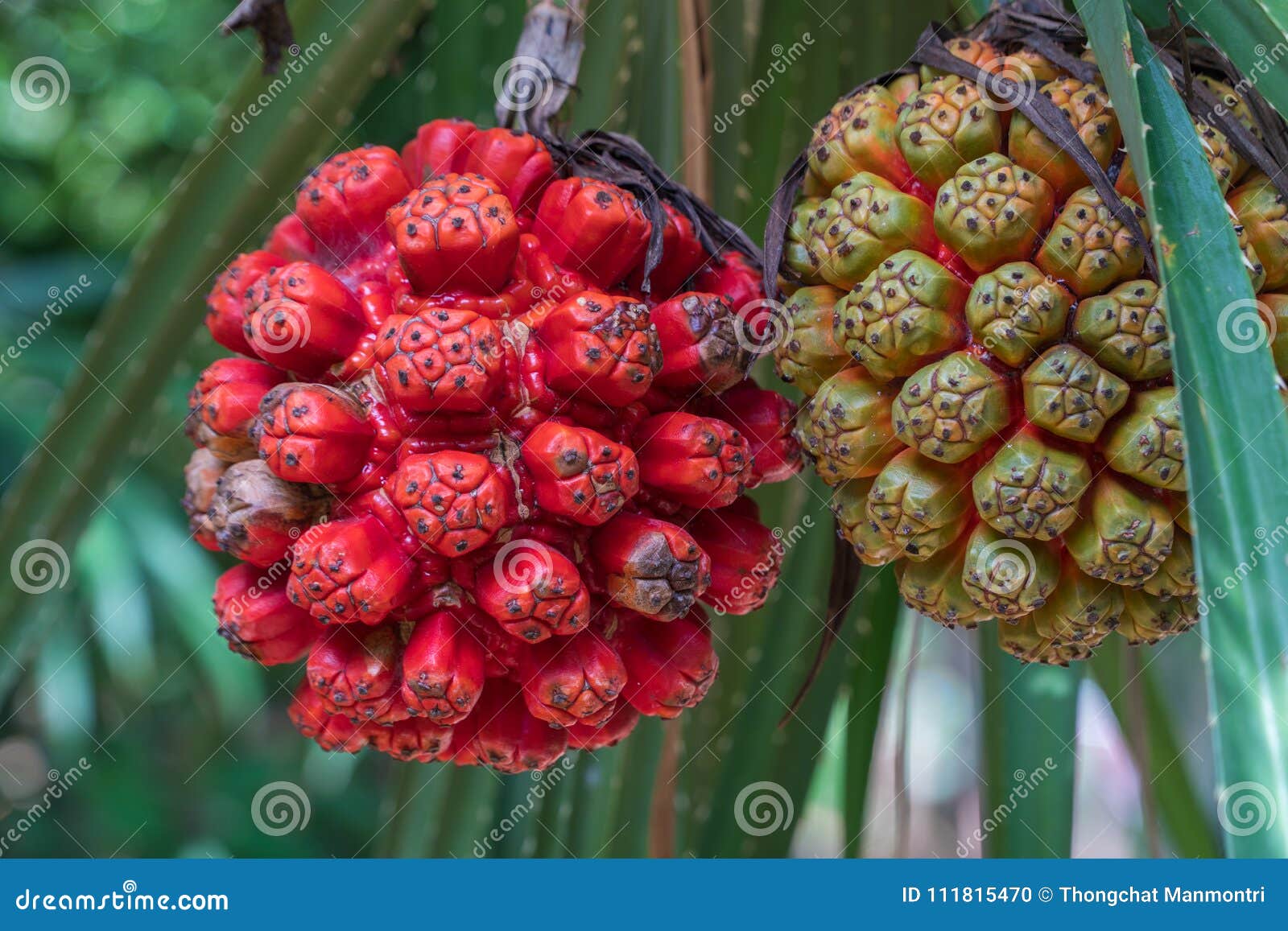 Pandanus Odorifer Or Fragrant Screw-pine On Blue Sky Background In ...