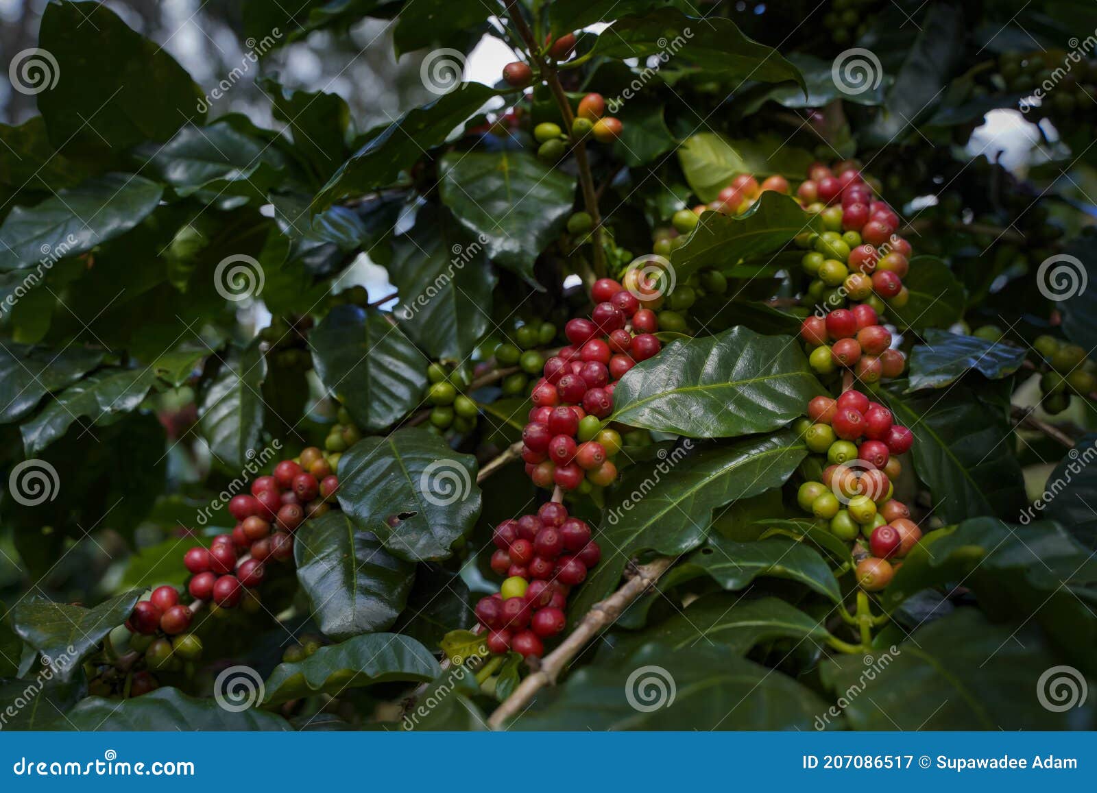 Raw or Ripe Red Branch of Arabica and Robusta and Organic Coffee ...