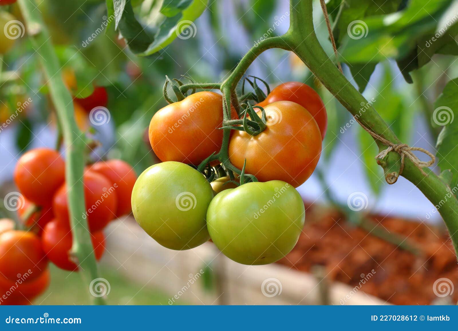 Raw and Ripe Tomato Fruit on the Tree Stock Photo - Image of cuisine ...