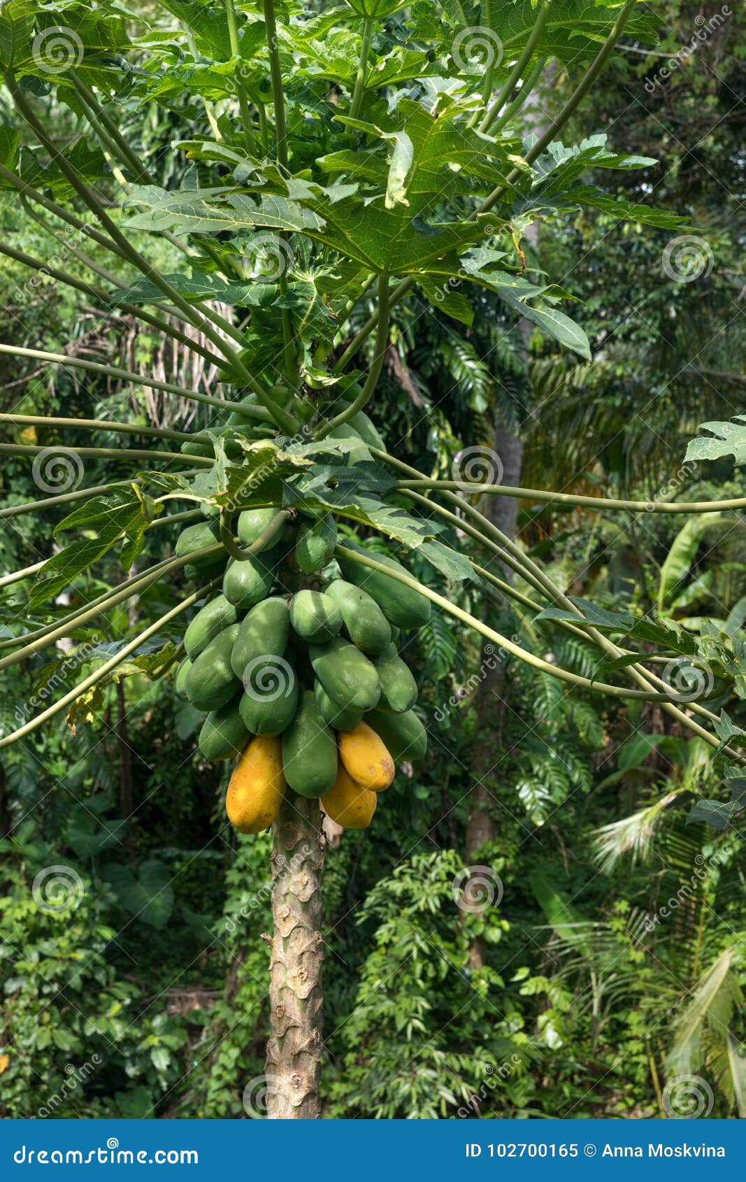Raw Ripe Yellow Papaya Growing on a Tree Stock Image - Image of ...