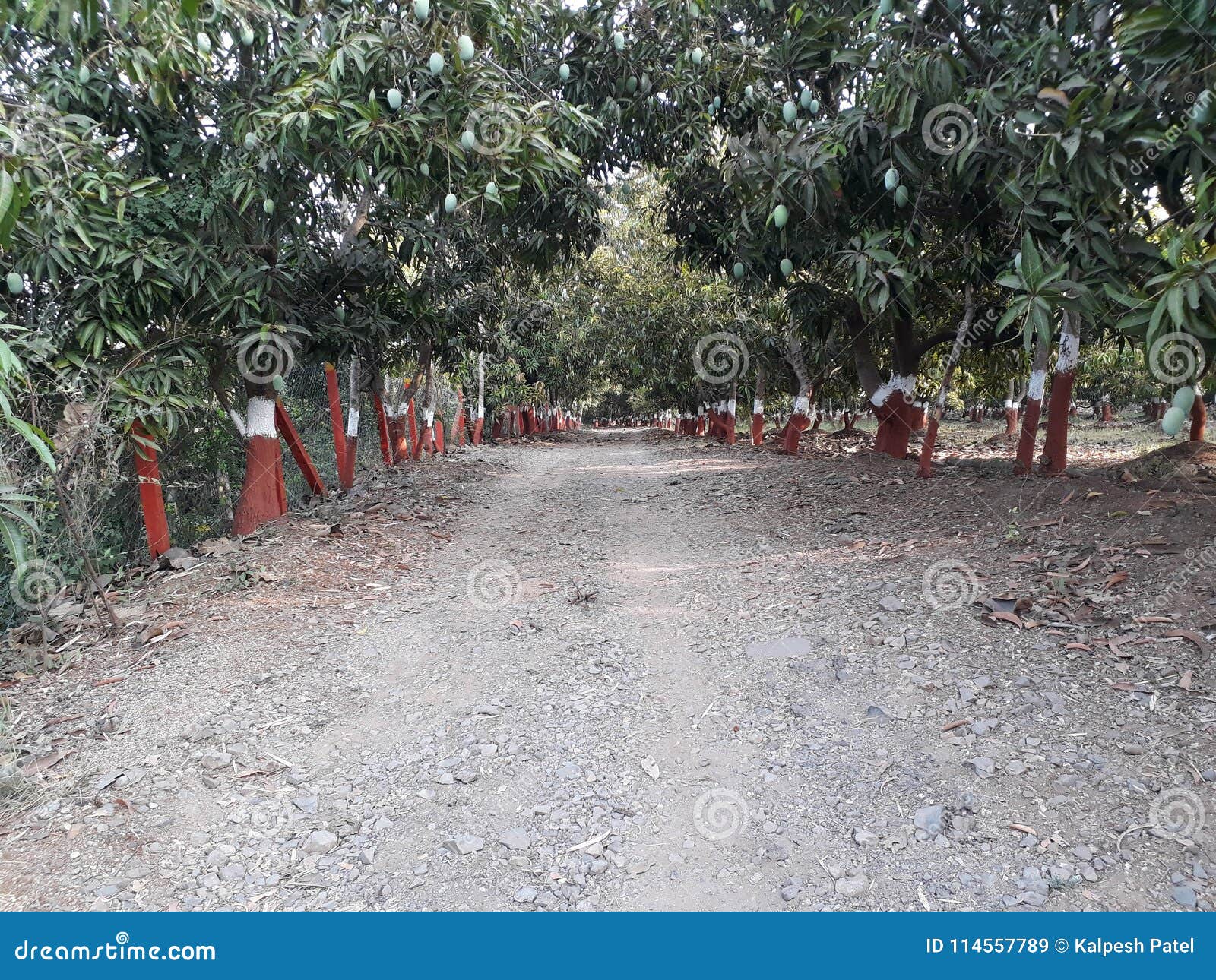 Raw Road with Beautiful Trees on Both Sides Stock Image - Image of wood ...