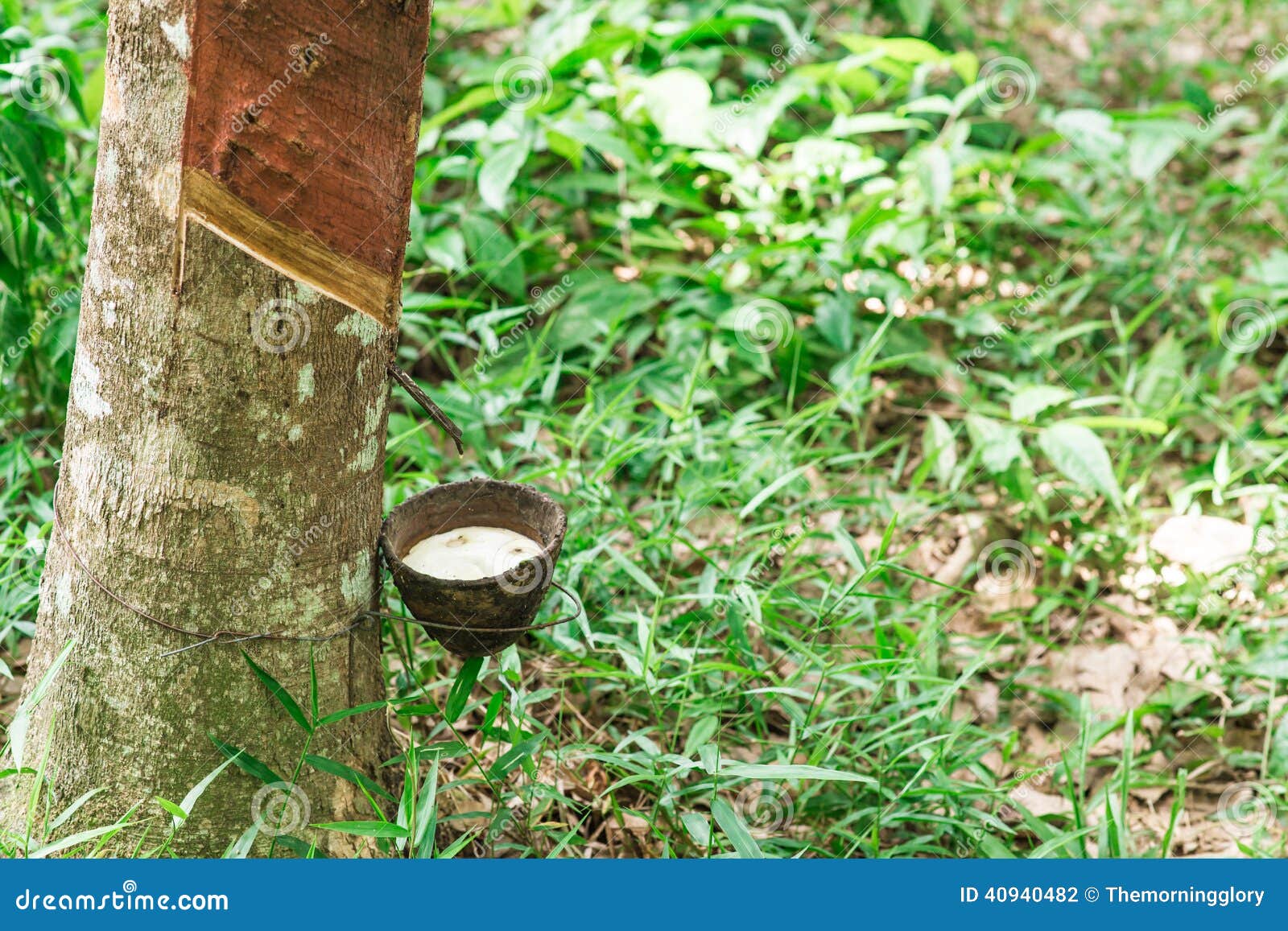 Raw Rubber on the Rubber Tree. Stock Photo - Image of fresh, lush: 40940482