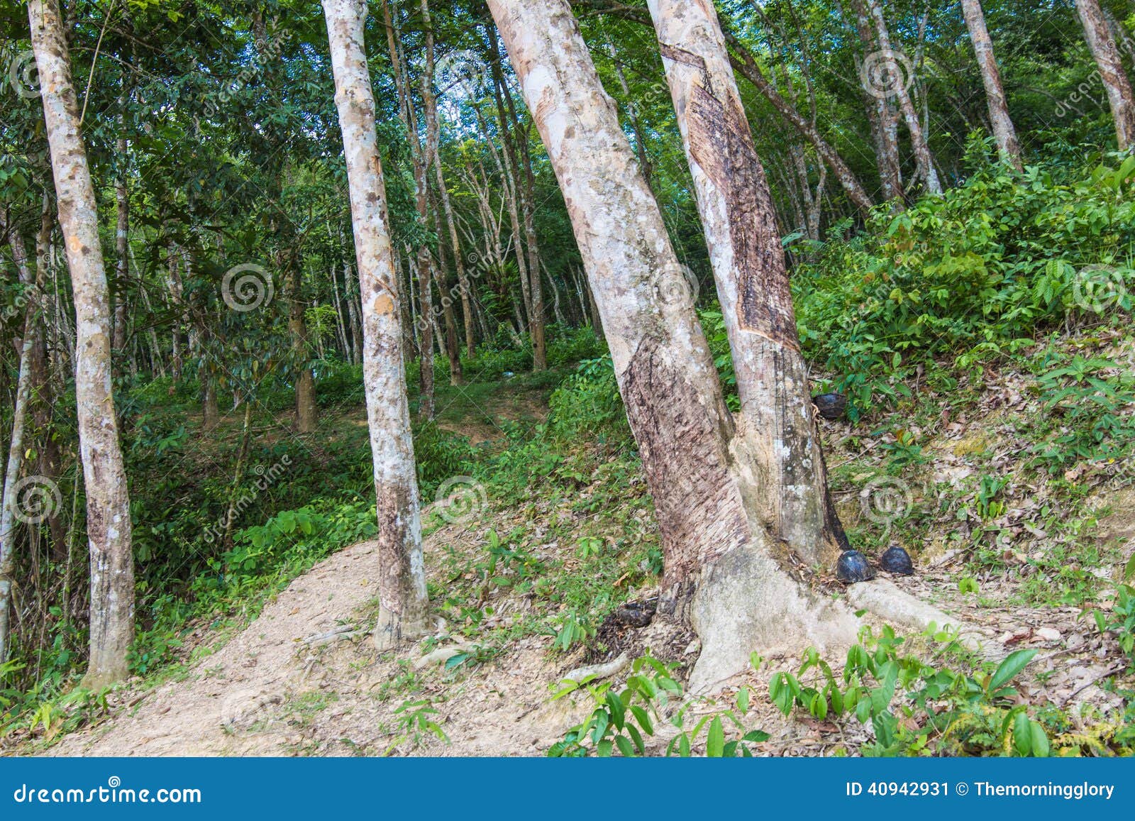 Raw Rubber on the Rubber Tree. Stock Image - Image of agriculture ...