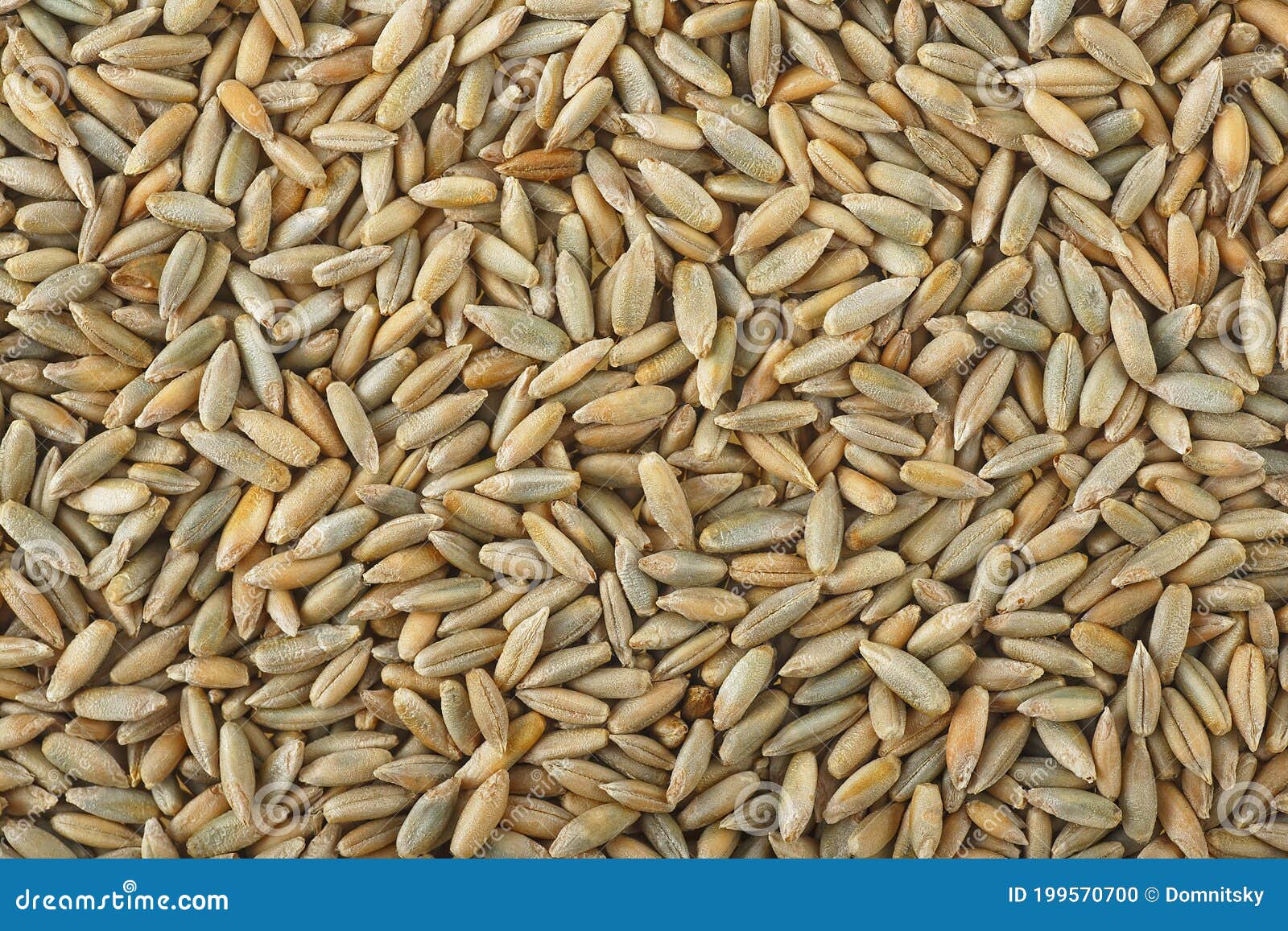 Raw Rye Grains As Background. Rye Texture Stock Photo - Image of bunch ...