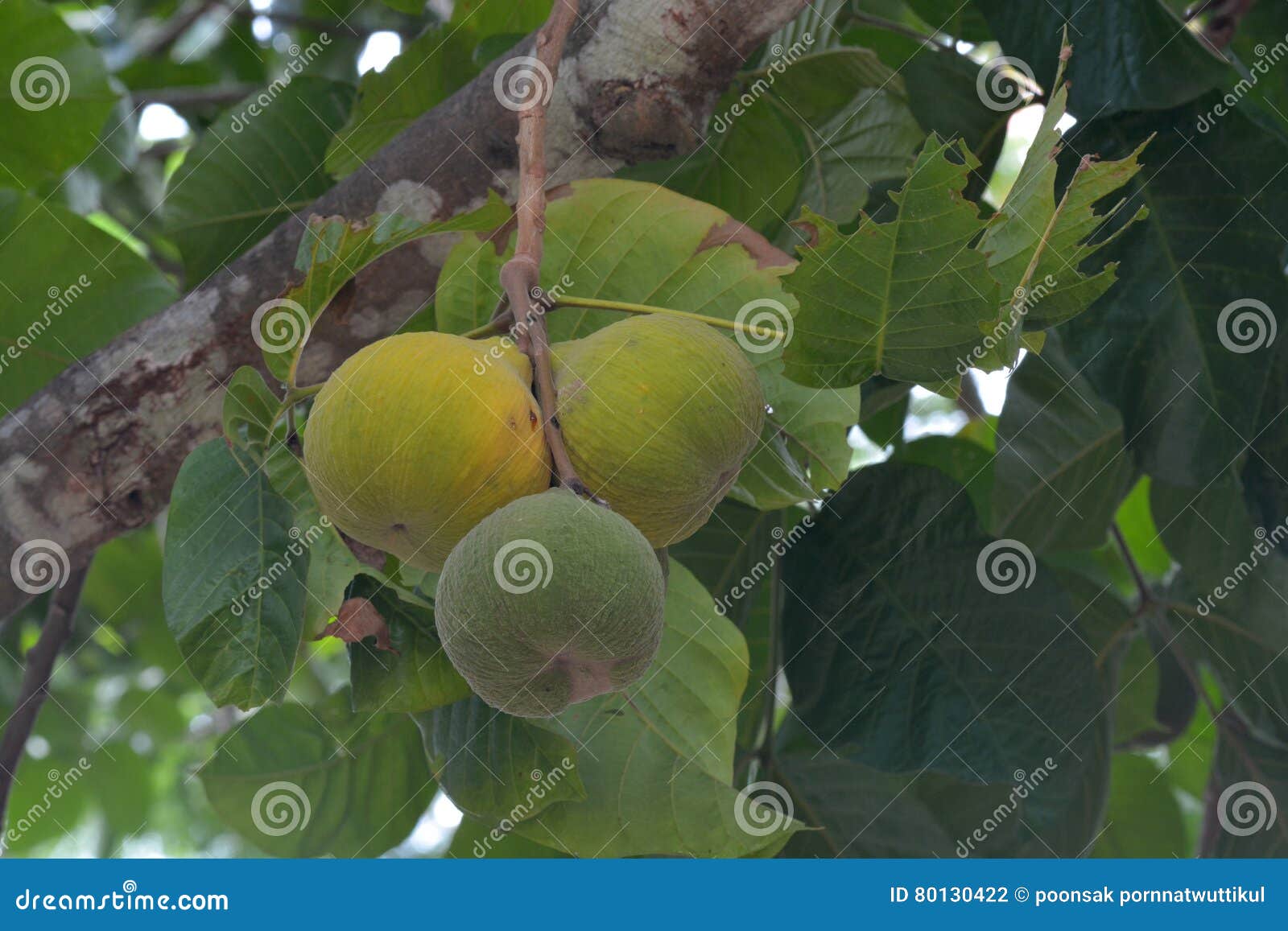 Raw of santol stock photo. Image of circle, healthy, peel - 80130422