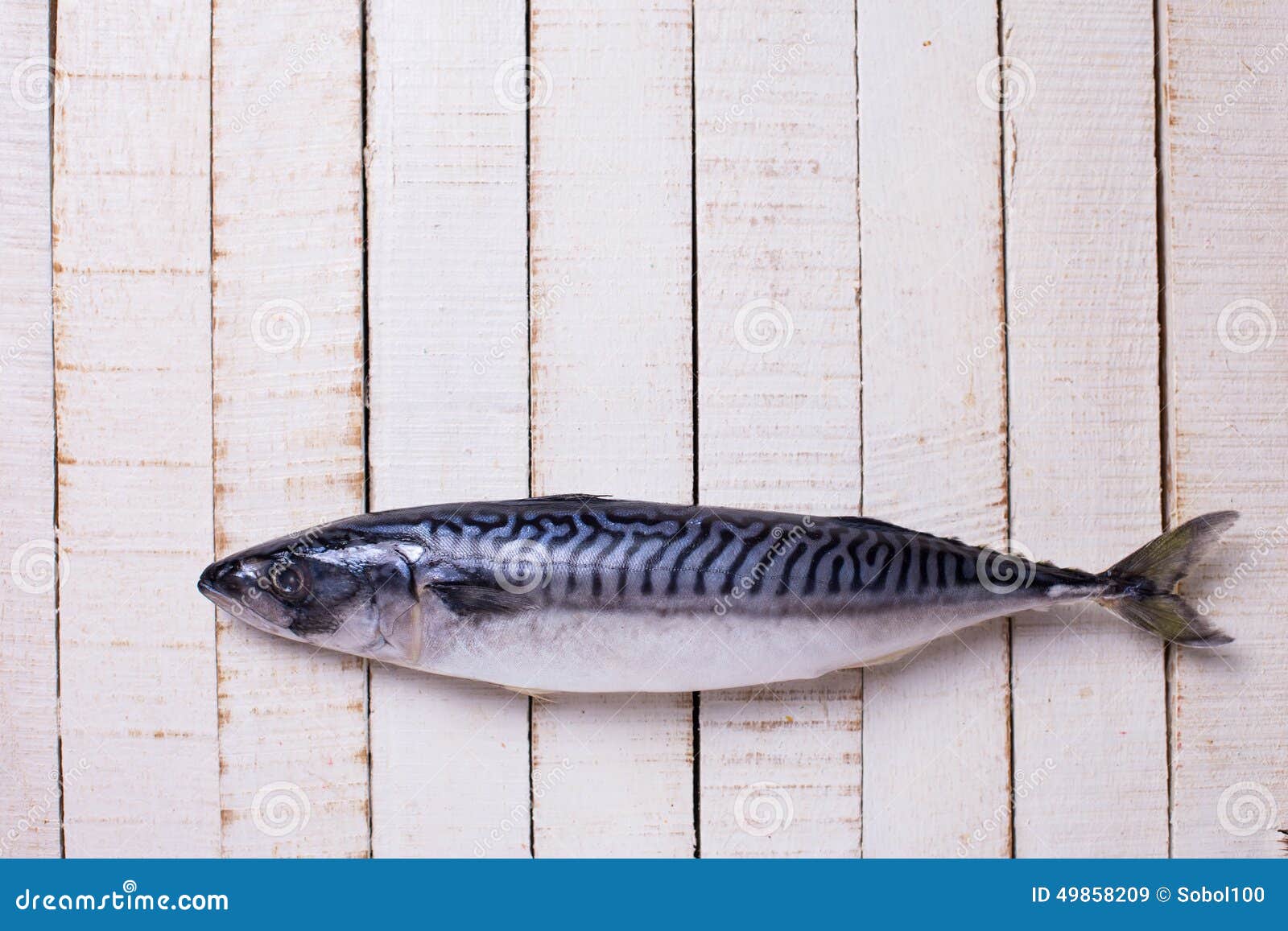 Raw sardine fish stock image. Image of ingredient, flavor - 49858209