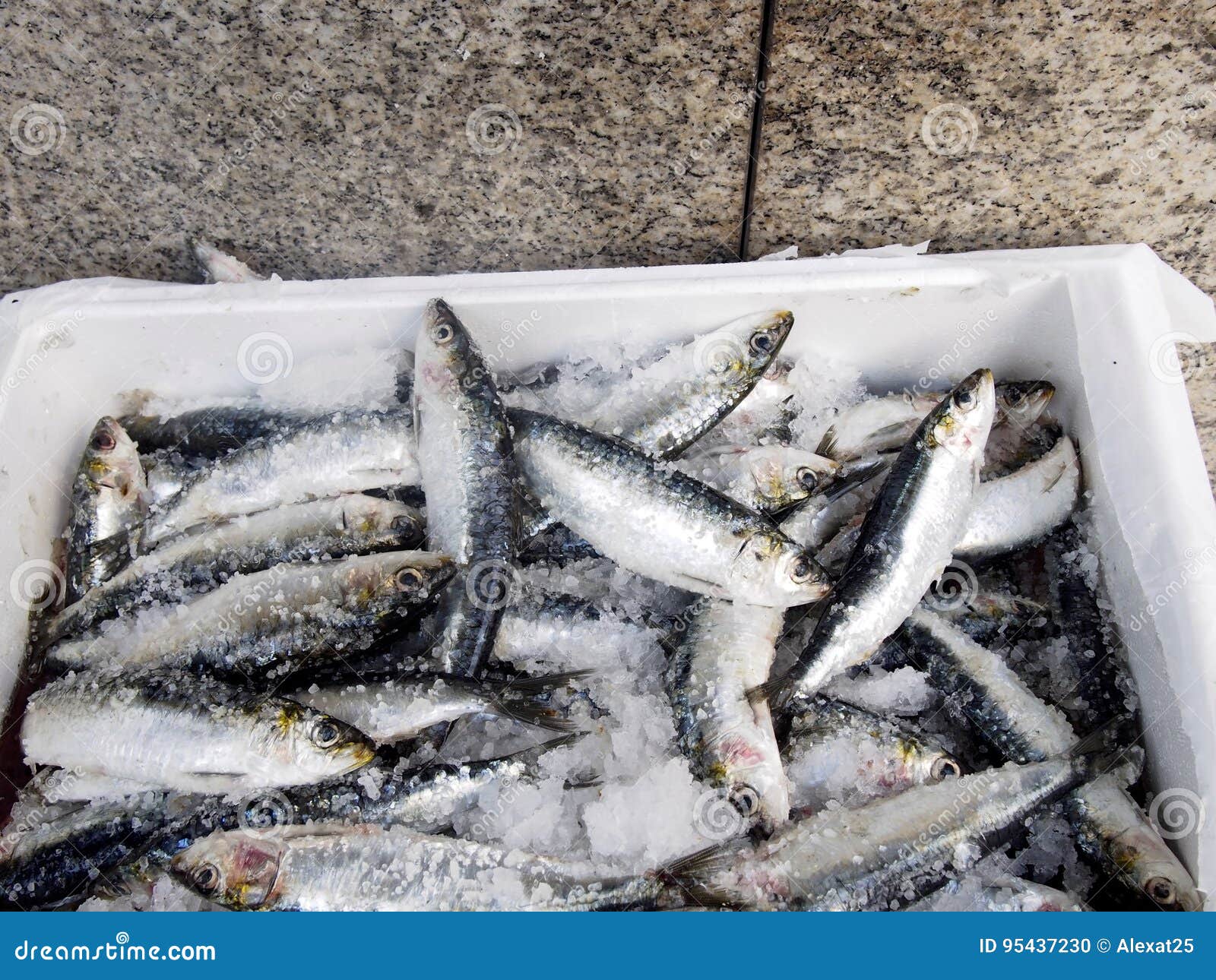 Raw sardines stock photo. Image of nutrition, food, white - 95437230