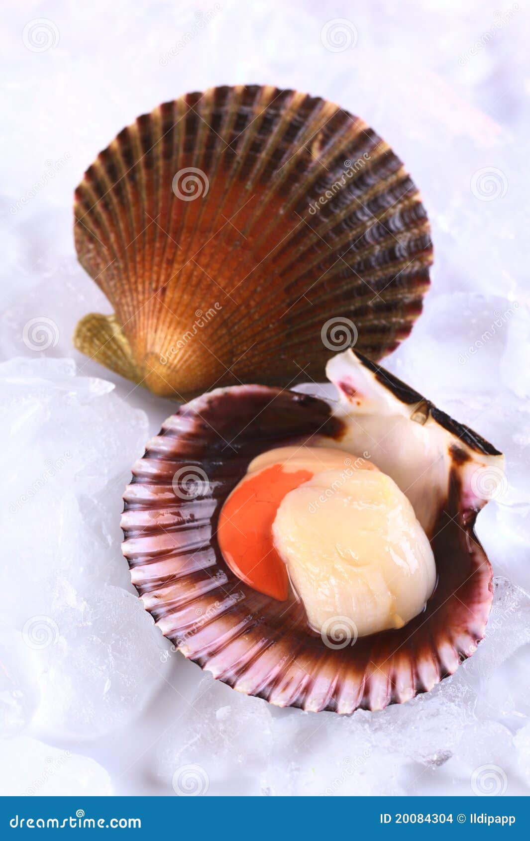 Raw Scallop stock photo. Image of delicacy, meat, focus - 20084304