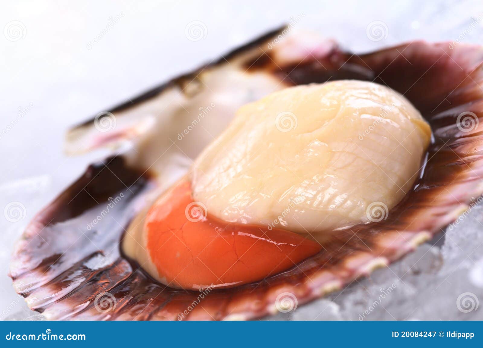 Raw Scallop on Ice stock image. Image of mollusk, opercularis - 20084247