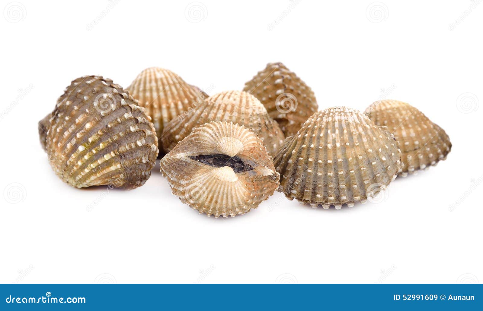 Raw scallop stock image. Image of meat, cover, scallop - 52991609