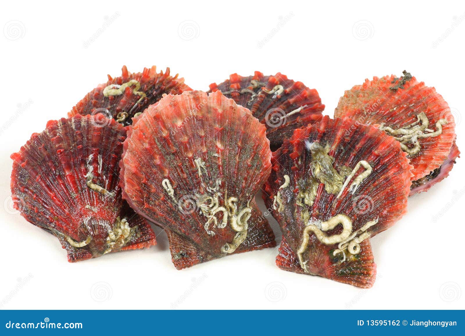 Raw scallop shell stock photo. Image of crustacean, food - 13595162