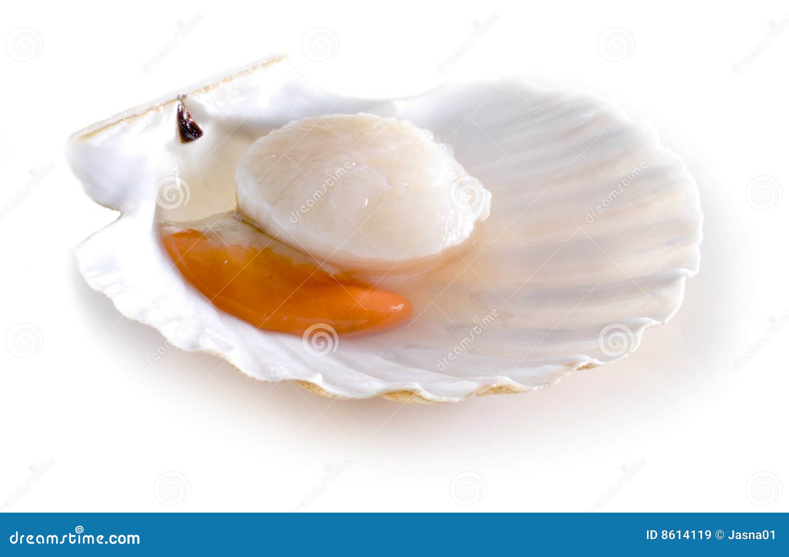 Raw scallop shell stock image. Image of uncooked, seafood - 8614119